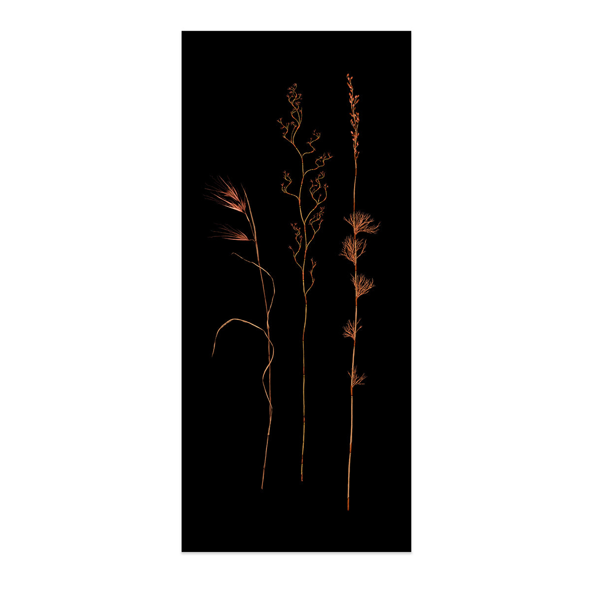 Wallum Heathland Grass Trio – Outré Gallery